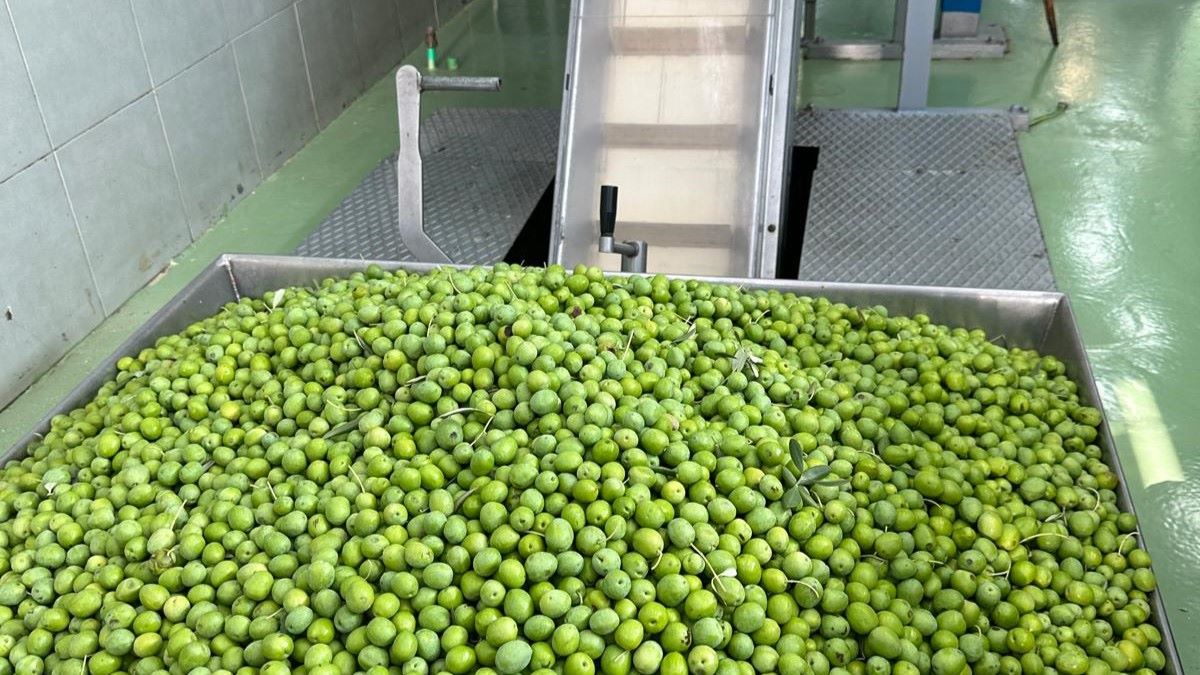 Orgula bilježi rekordnu preradu maslinovog ulja i širi se na nova ...